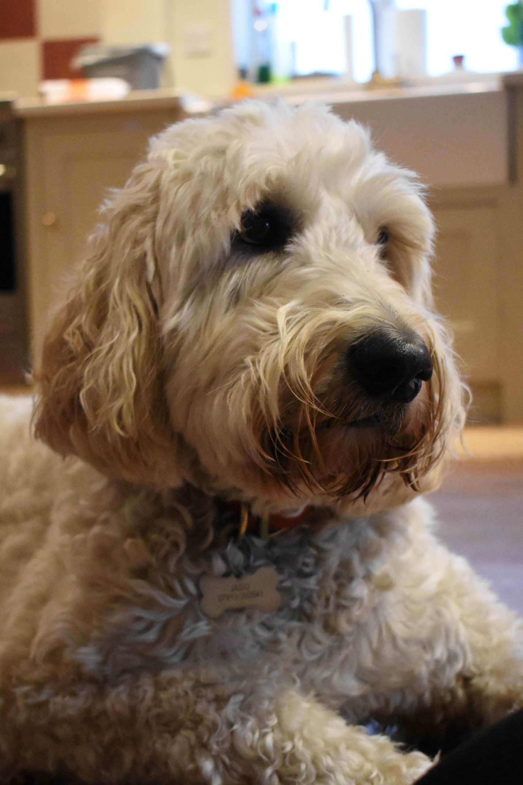 ANIMAL PORTRAITURE – Phoebe Hicks – Sky Artist of the Year